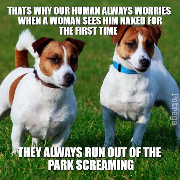 Funny - Sarcastic - Shocking Dog Memes